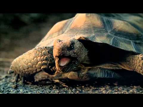 Bridgestone - Scream (2008, USA)