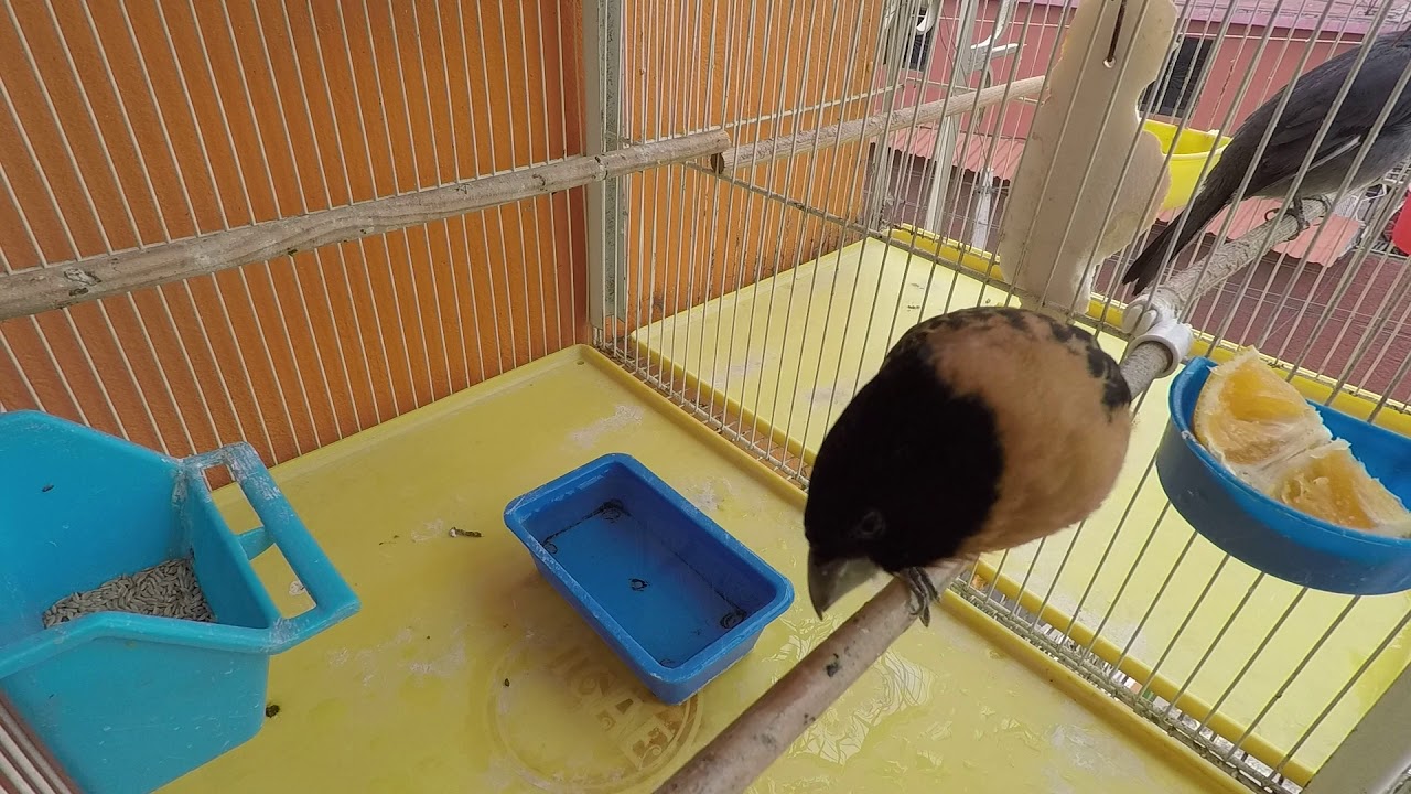 Ave Tigrillo picogordo bañándose - YouTube