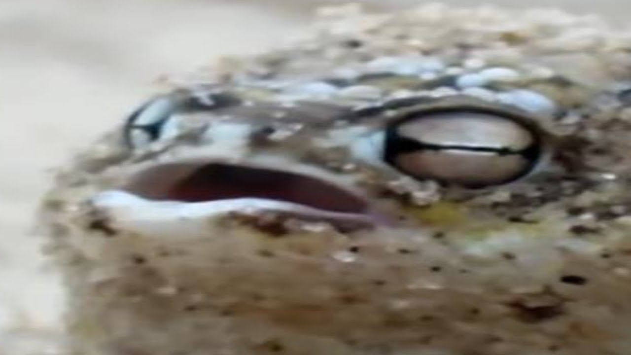 Very Vine Boom Frog - YouTube