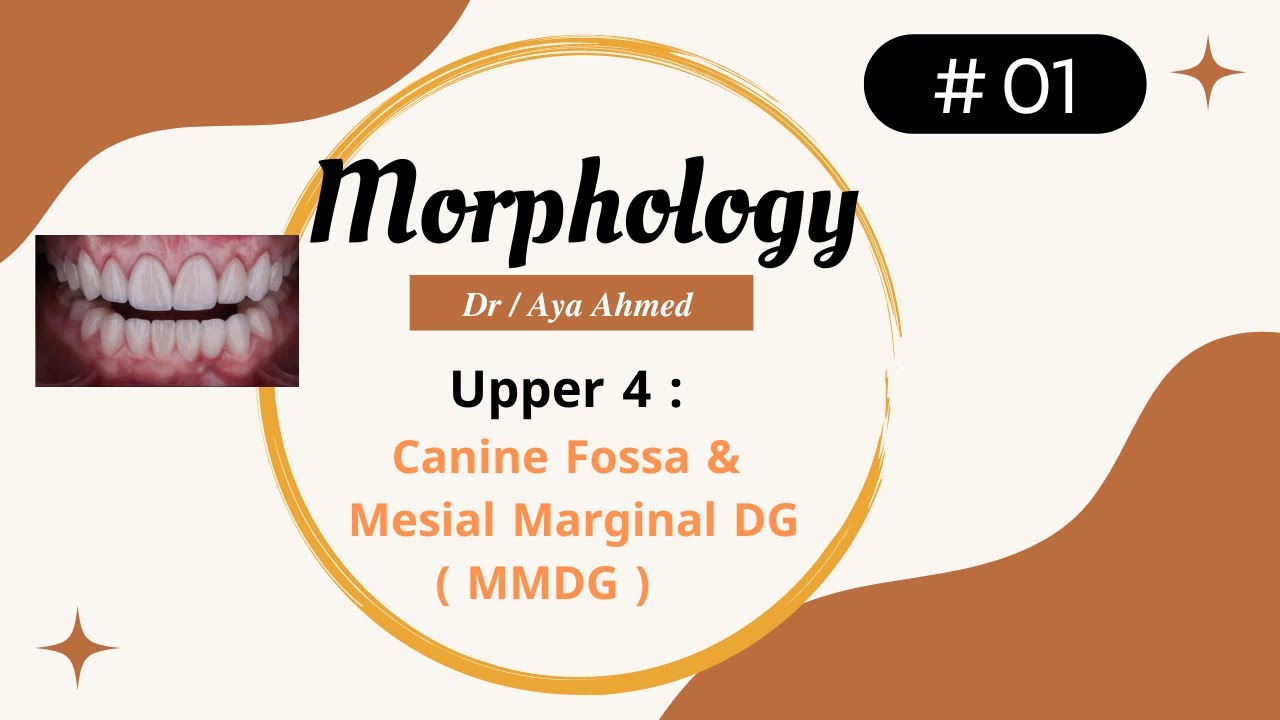 Morphology - #01 - General Information About Upper 4 ( Canine Fossa ...
