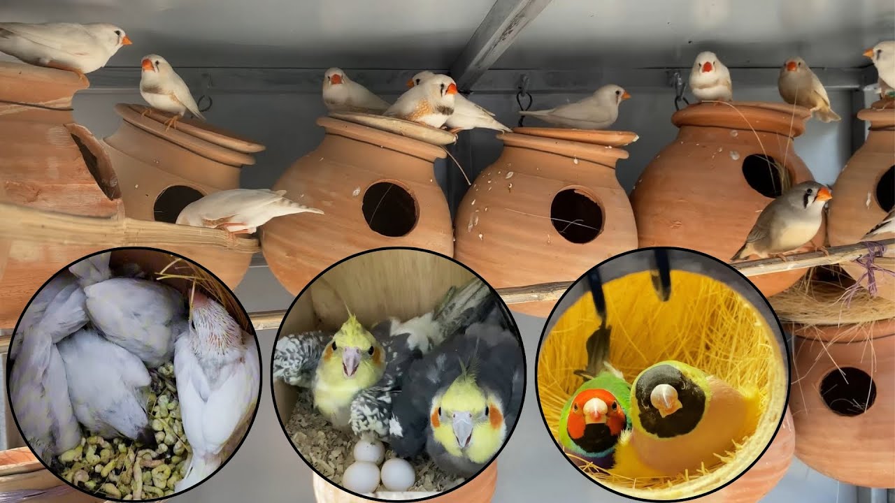 Fawn Java Sparrows All Varieties of Finches at Bagh-e-Korangi Karachi ...