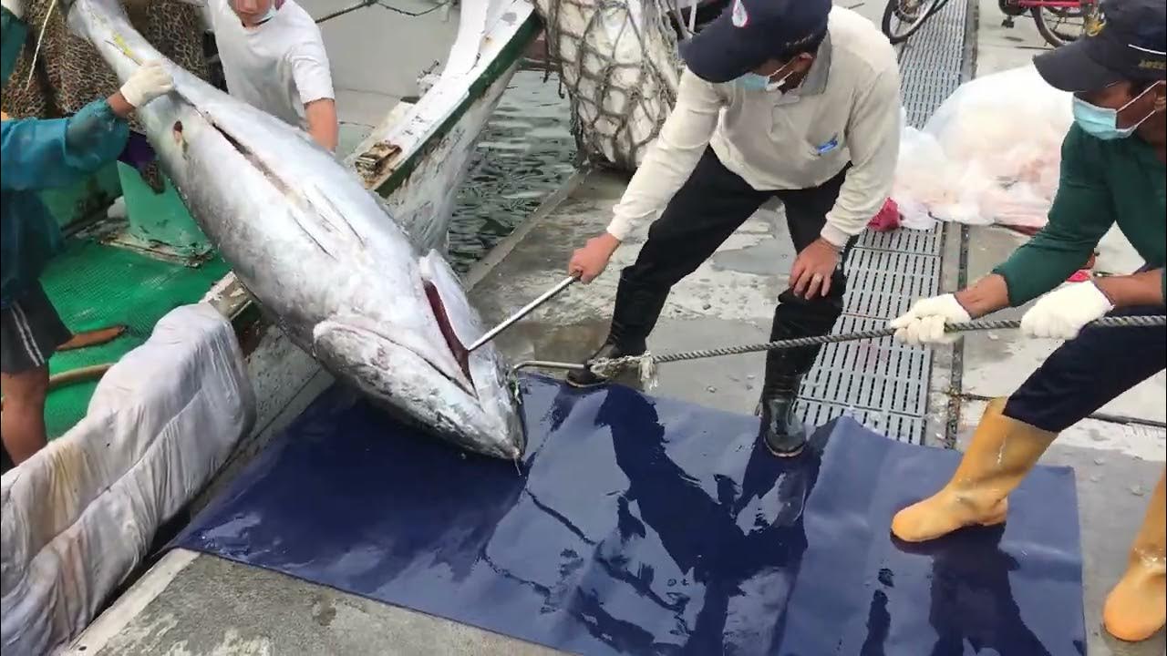 It takes several strong men's power to move a bluefin tuna - YouTube