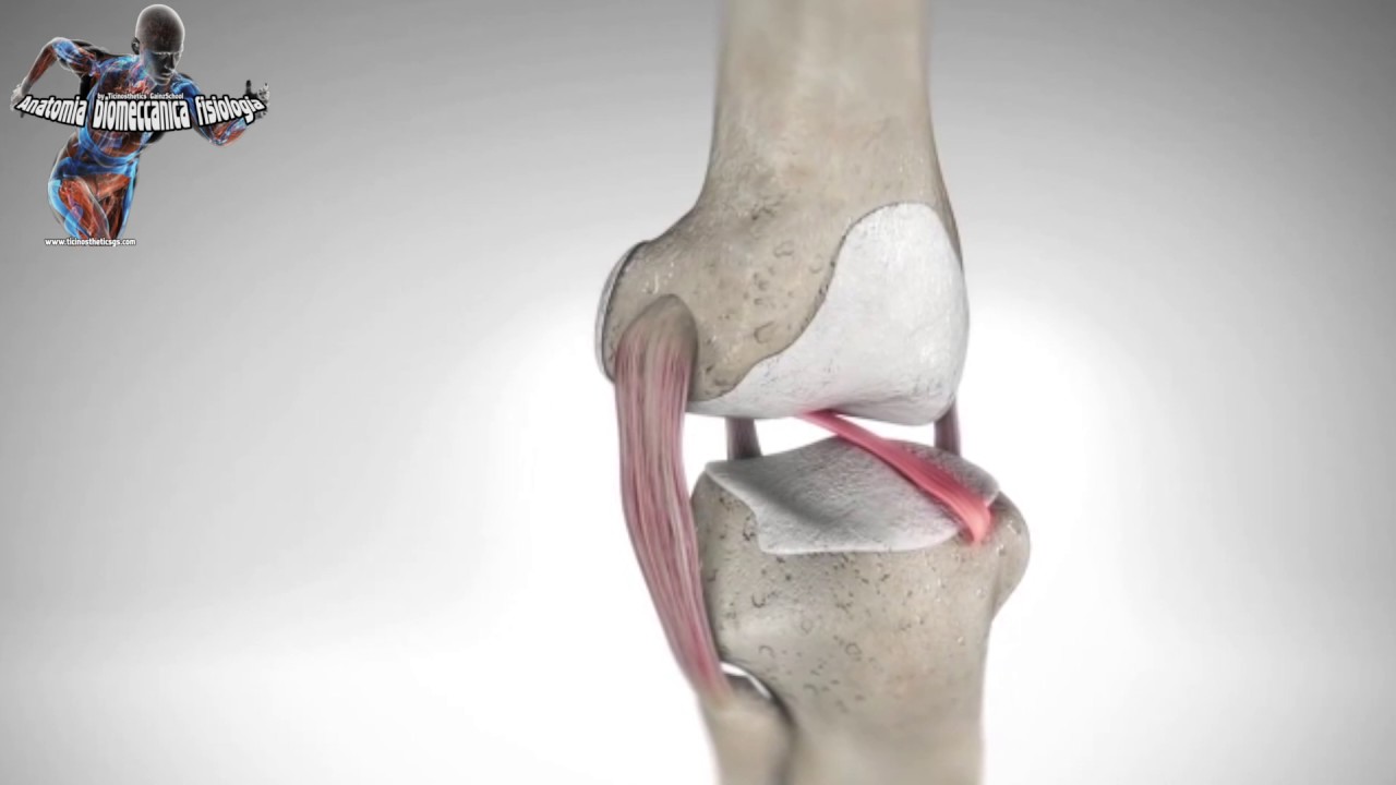 Rottura legamento crociato - Cruciate ligament rupture - Kreuzbandriss ...