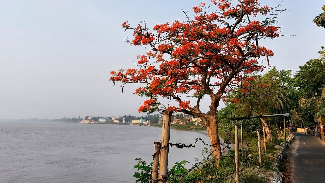Fresh Mango plunking from village bari.(Taki jora mindir thakur bari ...