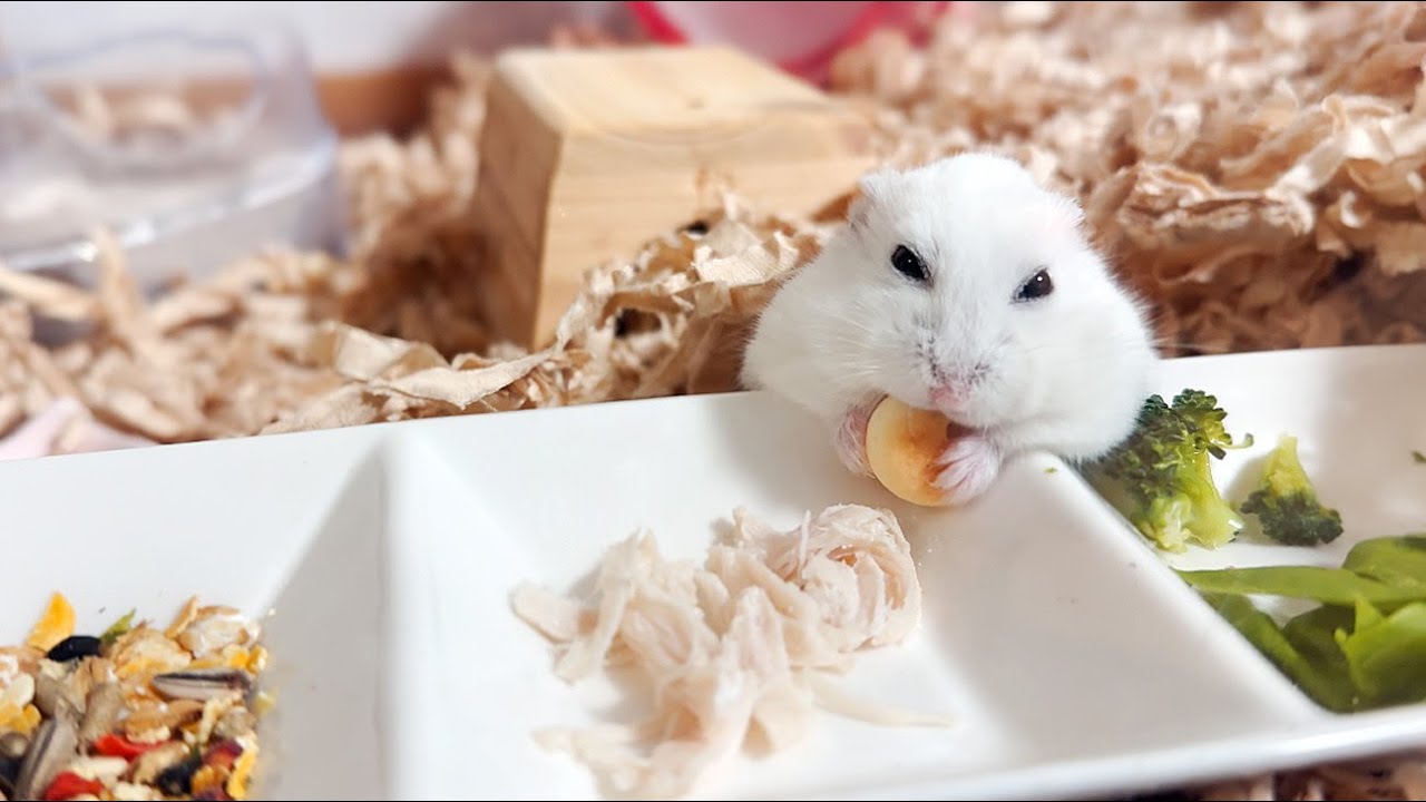 【ハムスター】タマゴボーロをいい音させて食べるジャンガリアンハムスター【4K】Djungarian hamster eating an egg ...