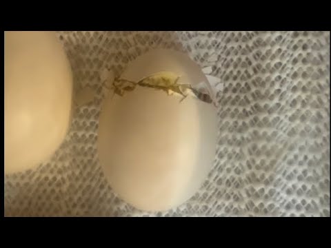 Chick hatching Pip to Zip - YouTube