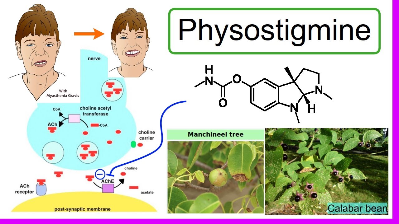 physostigmine - YouTube
