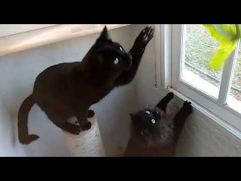 Thor + Lilith - YouTube