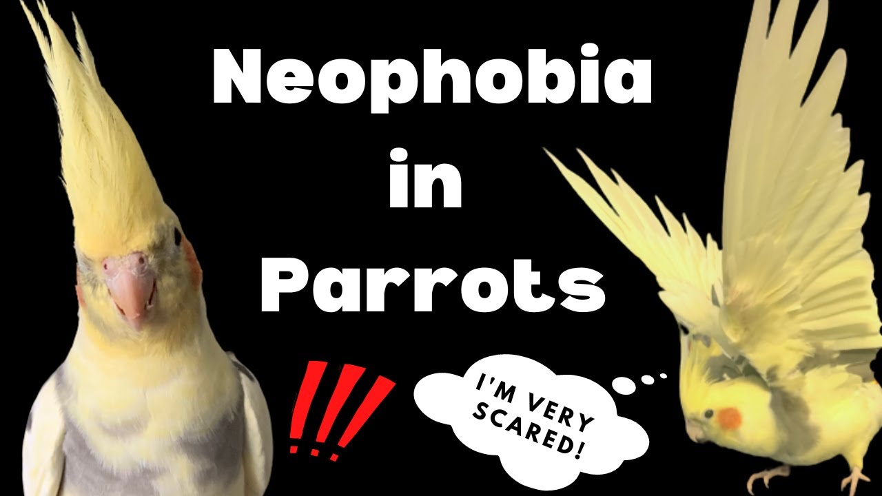 Neophobia in Parrots | BirdNerdSophie - YouTube