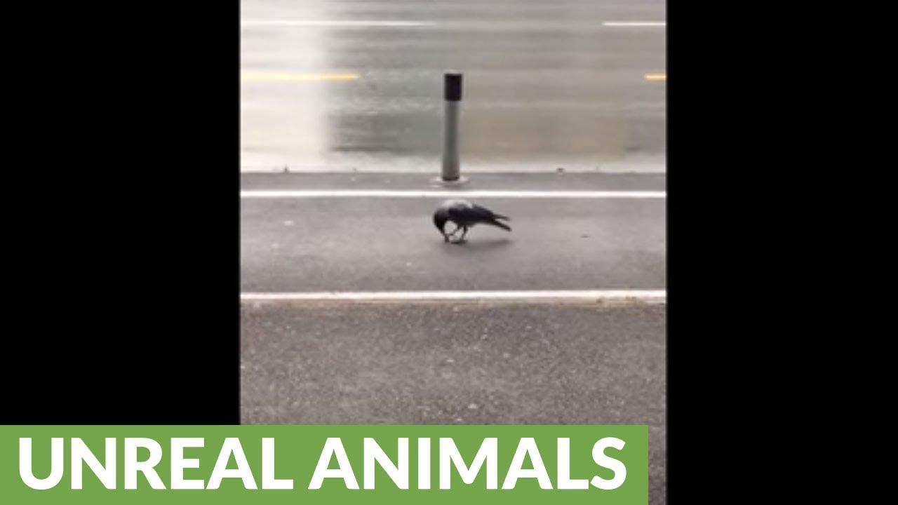 Incredibly smart crow uses passing cars to crack walnut - YouTube