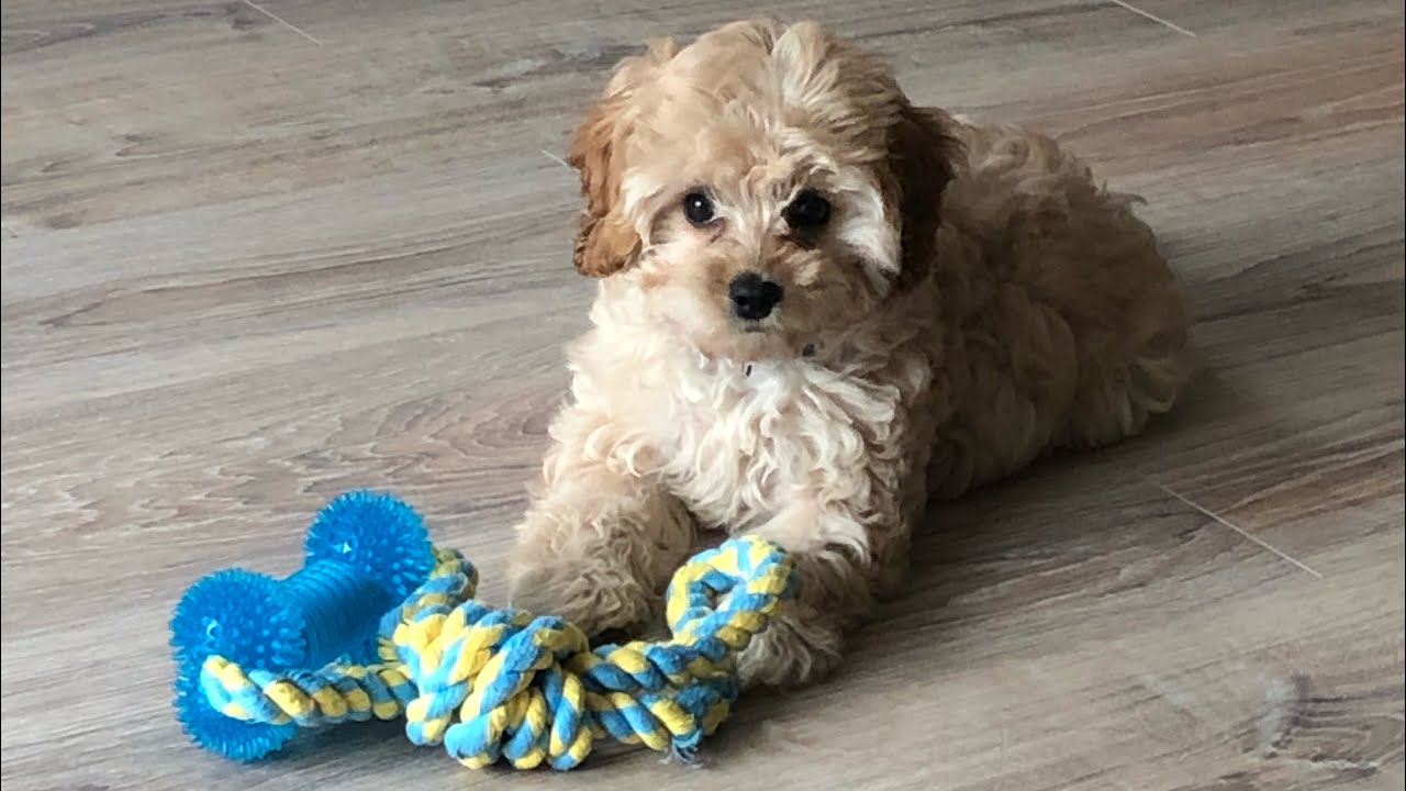 Cavapoo puppy playing and hiding face *cuteness overdose* - YouTube