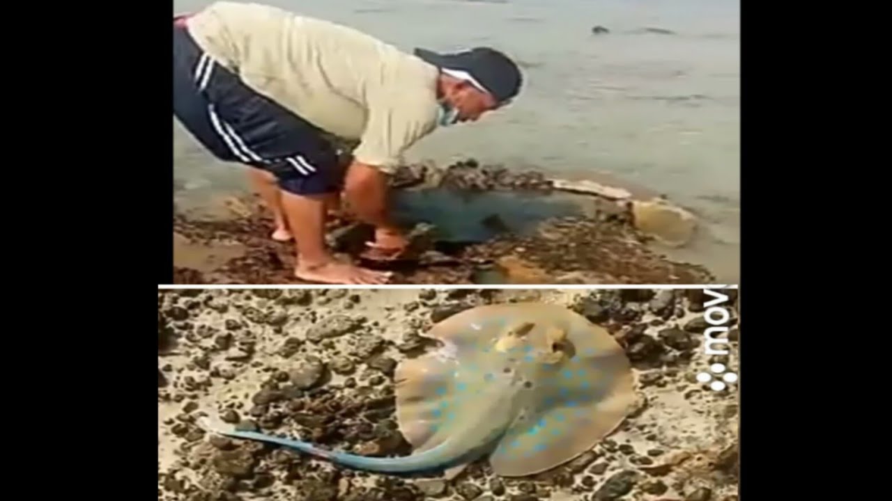 How to Catch Stingray using hand by Saudi boy Dong.. Survivor Technique ...