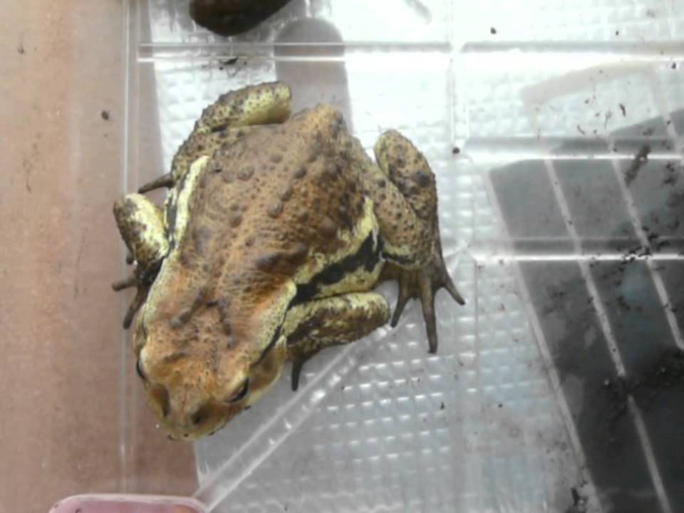 足の指を動かすヒキガエル Toad Twitches His Toes - YouTube