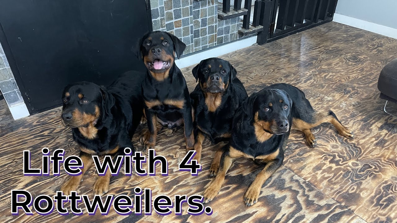 A day in the Life with Rottweilers - YouTube