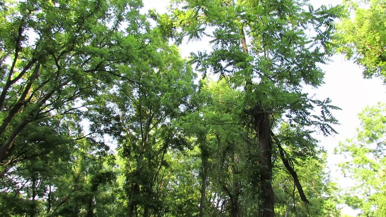 American Redstart song (Fair Hill NRMA) - YouTube