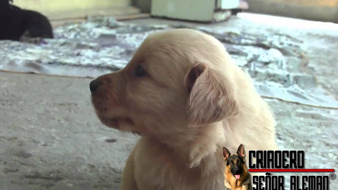 Cachorros Señor Aleman Golden Retriever y pastor Aleman - YouTube