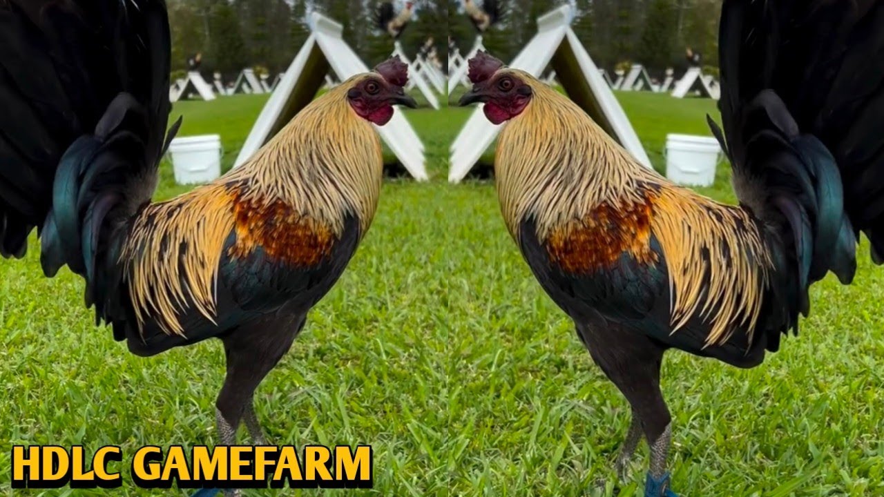 Grey Radio Albany - HDLC FARM - YouTube