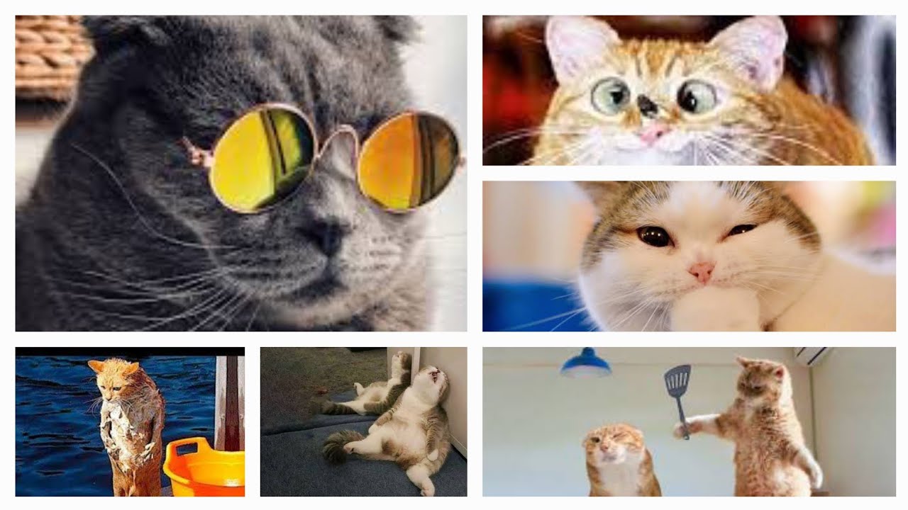 funny cats moment😂🤣 - YouTube