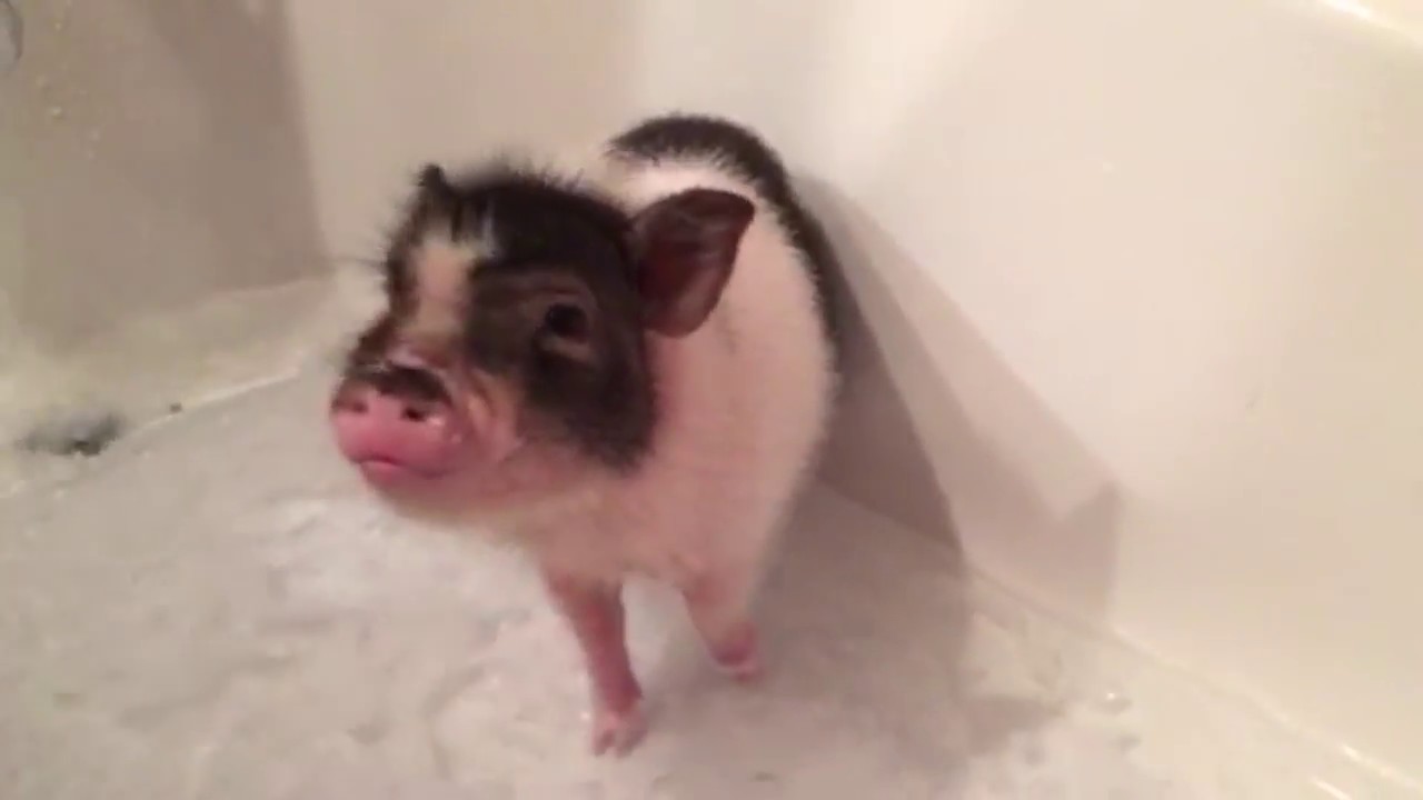 [Mickey le micro cochon] Le premier bain - YouTube