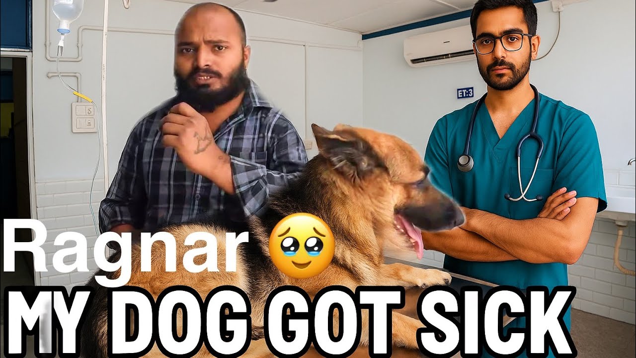 Ragnar chal kyu nai pa raha..!! 🥲 Northeast trip with Ragnar Pet dog ...