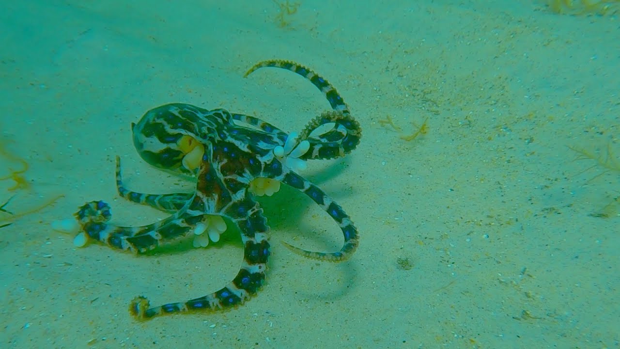 Octopus. A Deadly Blue- ringed Octopus carries eggs to safety. - YouTube