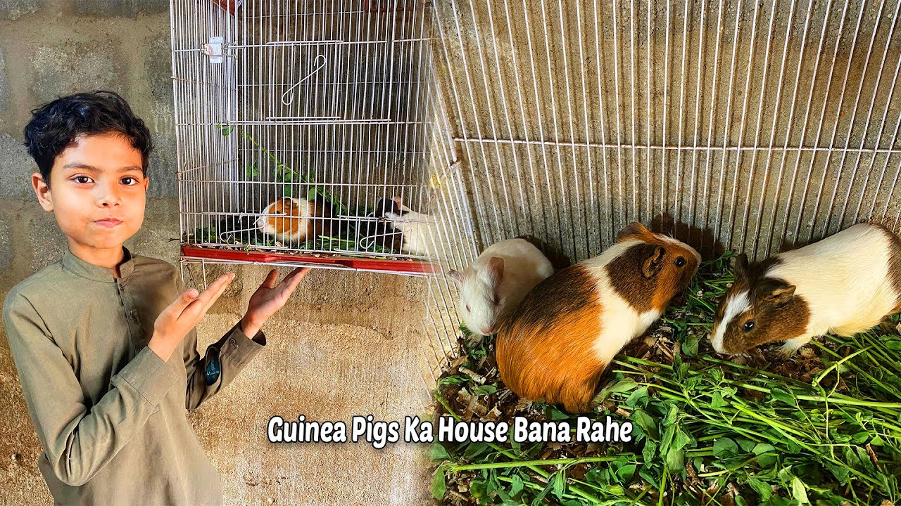 Guinea Pig Ka House Bana Rahe Hain | The Pets Men - YouTube
