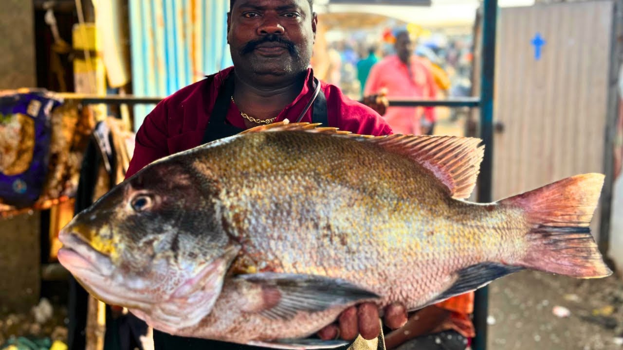 BIG KORALI FISH CUTTING BY SPEED SELVAM HD VIDEO IN KASIMEDU CUTTING ...