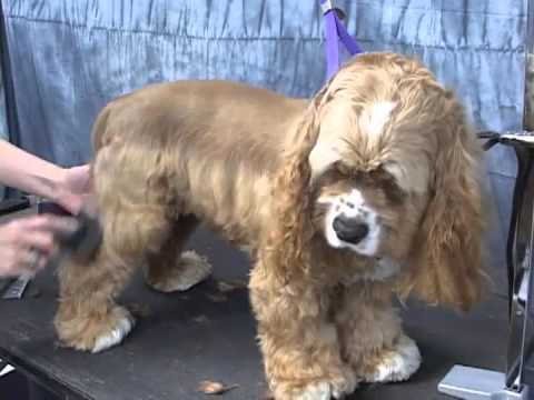 La Estetica DE Un Cocker Spaniel Movie 1 - YouTube