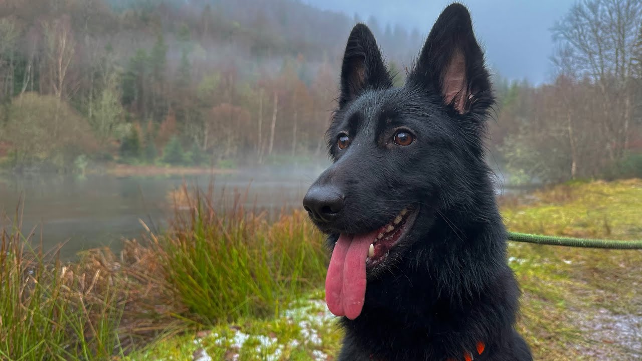 German Shepherd Puppy Falls Through Ice! - YouTube