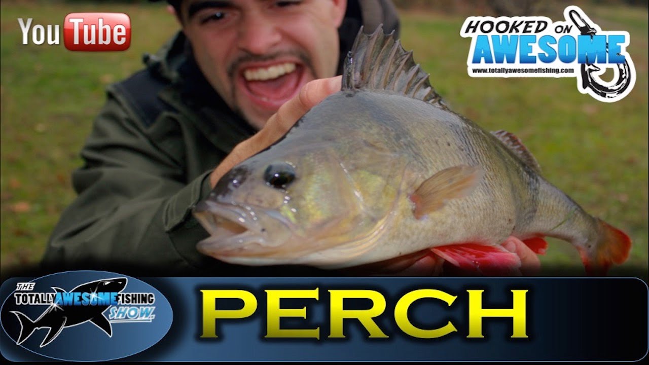 Drop Shot Fishing for PERCH -TAFishing Show - YouTube