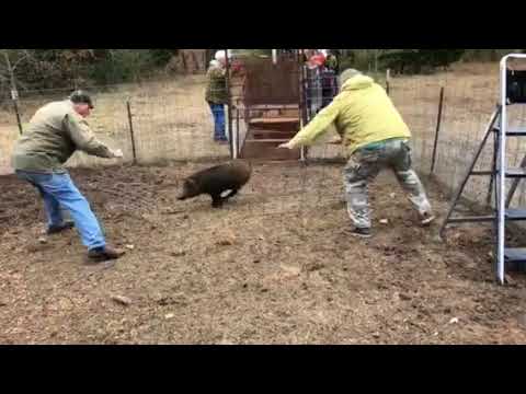 4 Feral Hog Round Up - YouTube