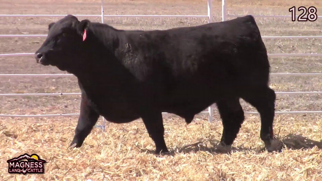 128 - 2020 Western Slope Bull Sale - YouTube
