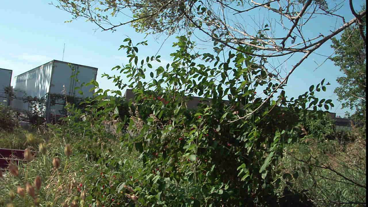 Chasing the BCRY! (1/11) BCRY 1001 in Barrie (7/18/2013) - YouTube