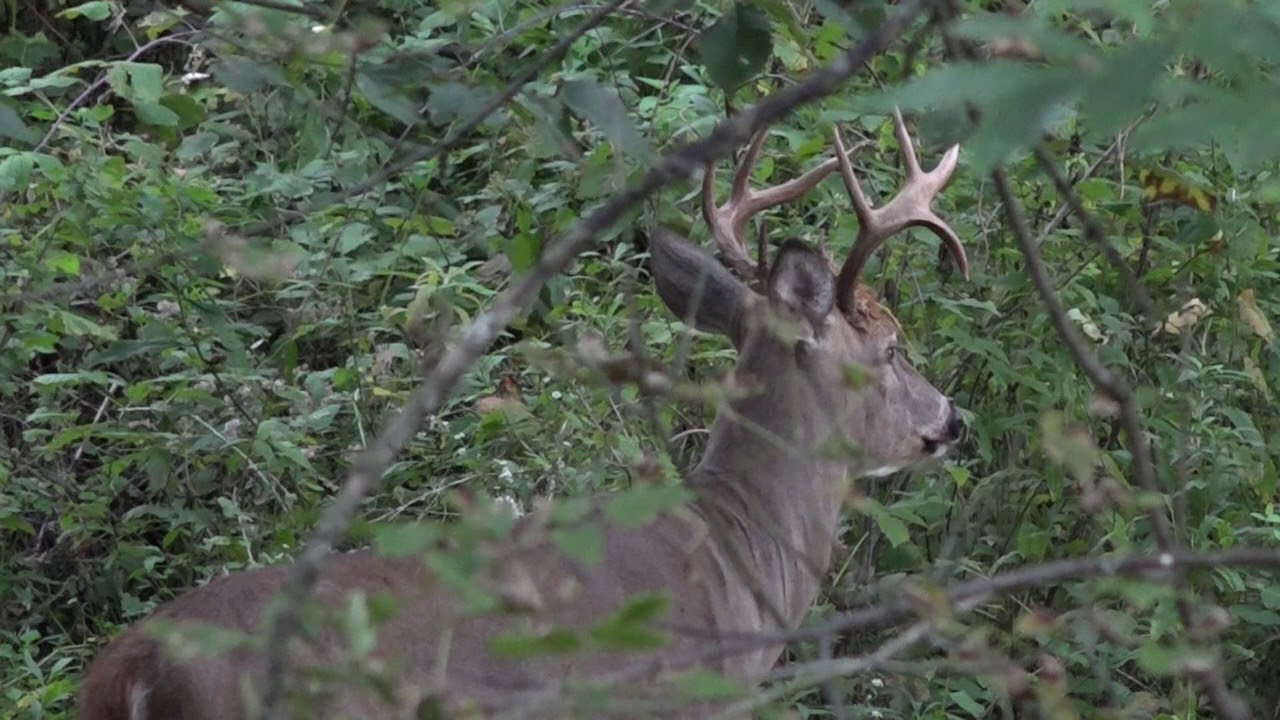 Double Drop Tine Wisconsin Buck 2018 - YouTube
