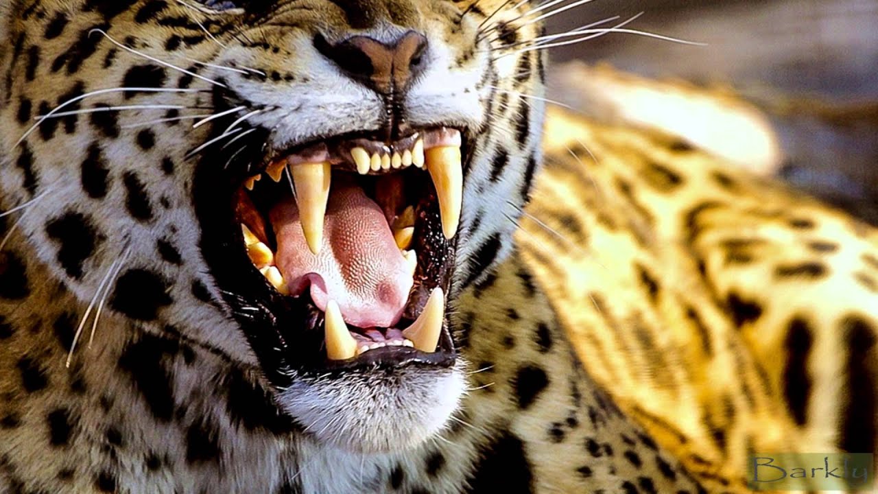 Facts About Leopards - YouTube