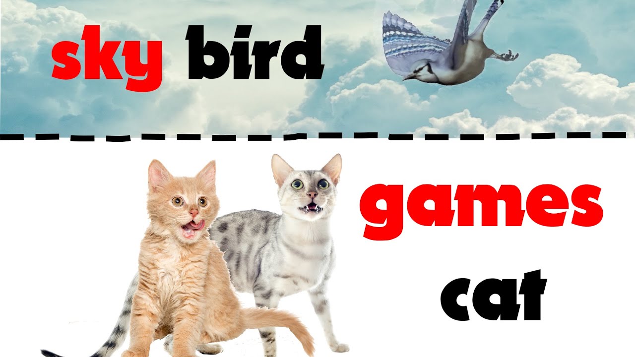 CAT GAMES ★ SKY BIRD HUNT on screen for cats - YouTube