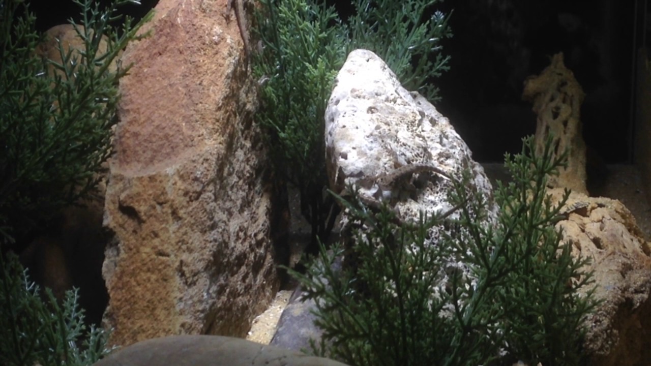 Pristurus cf.rupestris - YouTube