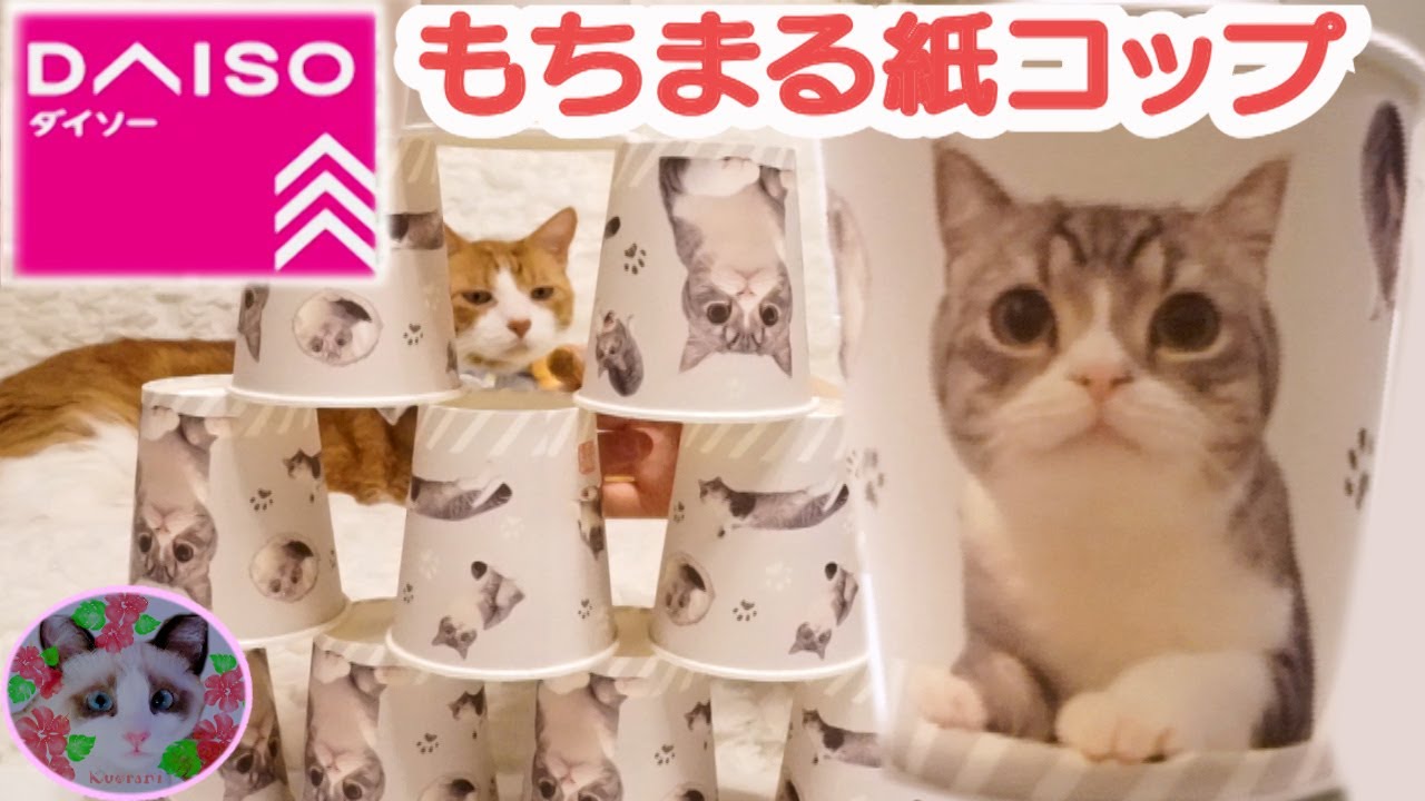 DAISOもちまる紙コップでシャッフルゲームしてみたシャム猫 DAISO MOTIMARU goods - YouTube