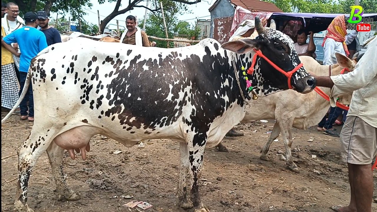 डेयरी फार्म वाली गाय यहा मिल रही है सस्ता दाम मे | Chausa Pashu Mandi ...