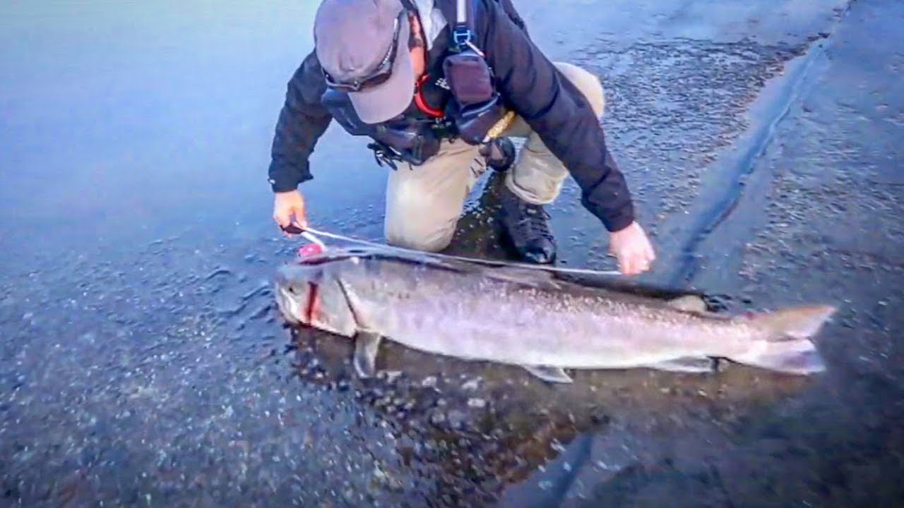 Angler fängt SEHR seltene RIESEN Lachs-Art! - YouTube