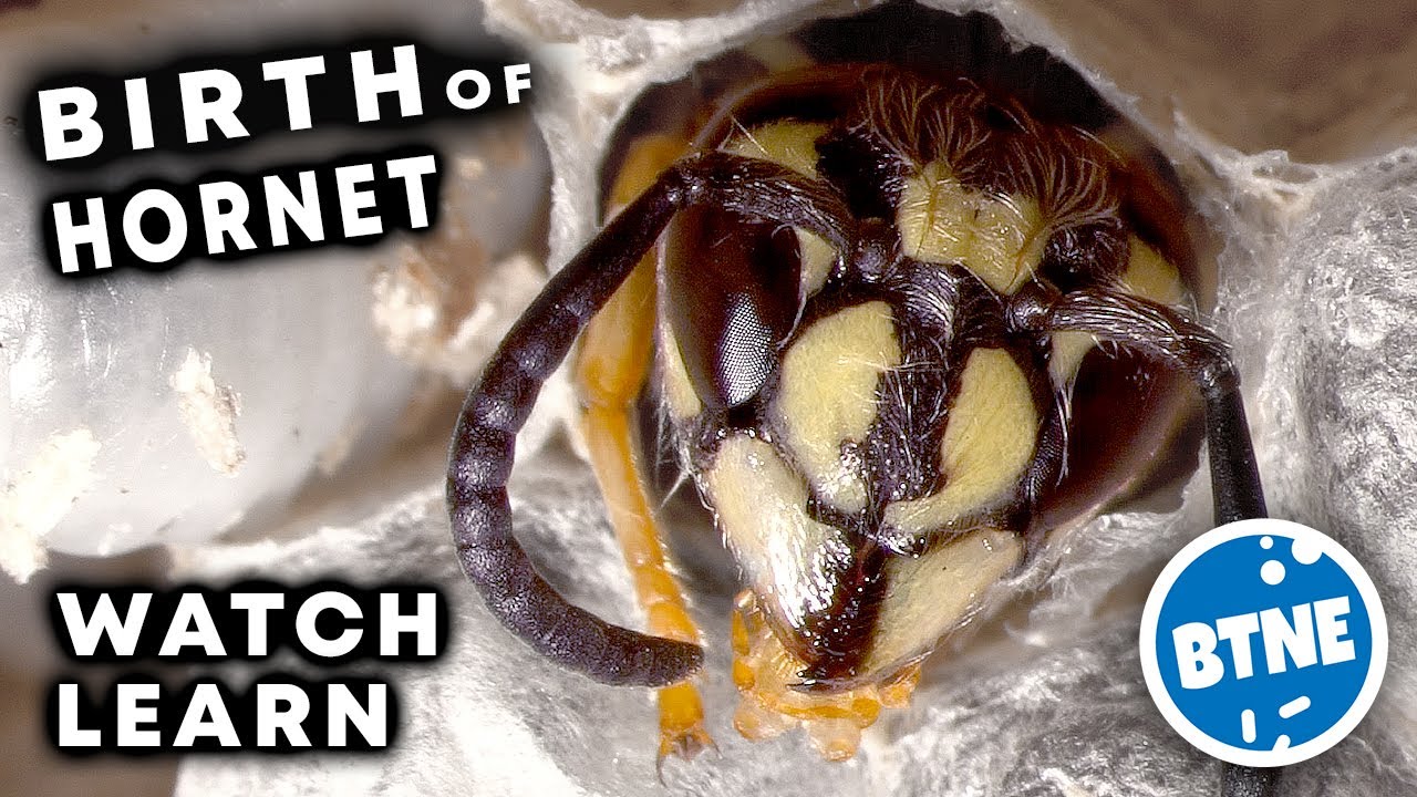 Birth Of The Hornet / Wasp - Under The Microscope! Stereo Microscopy ...