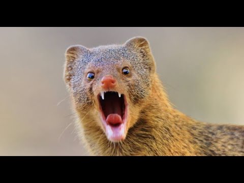 Mongoose Oahu,Hawaii 2023 - YouTube