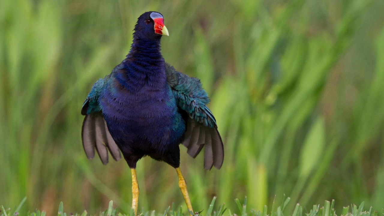 God's Word - Psalm 27 (Jeff Osburn) - YouTube