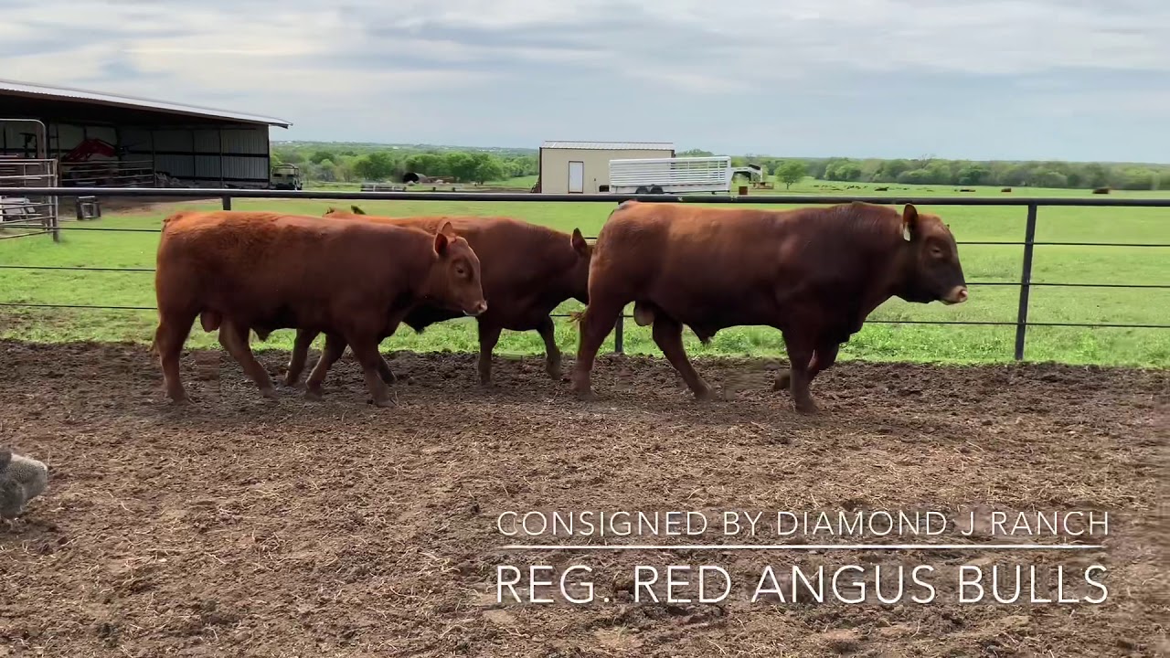 Diamond J Ranch 2020 Bull consignments - YouTube