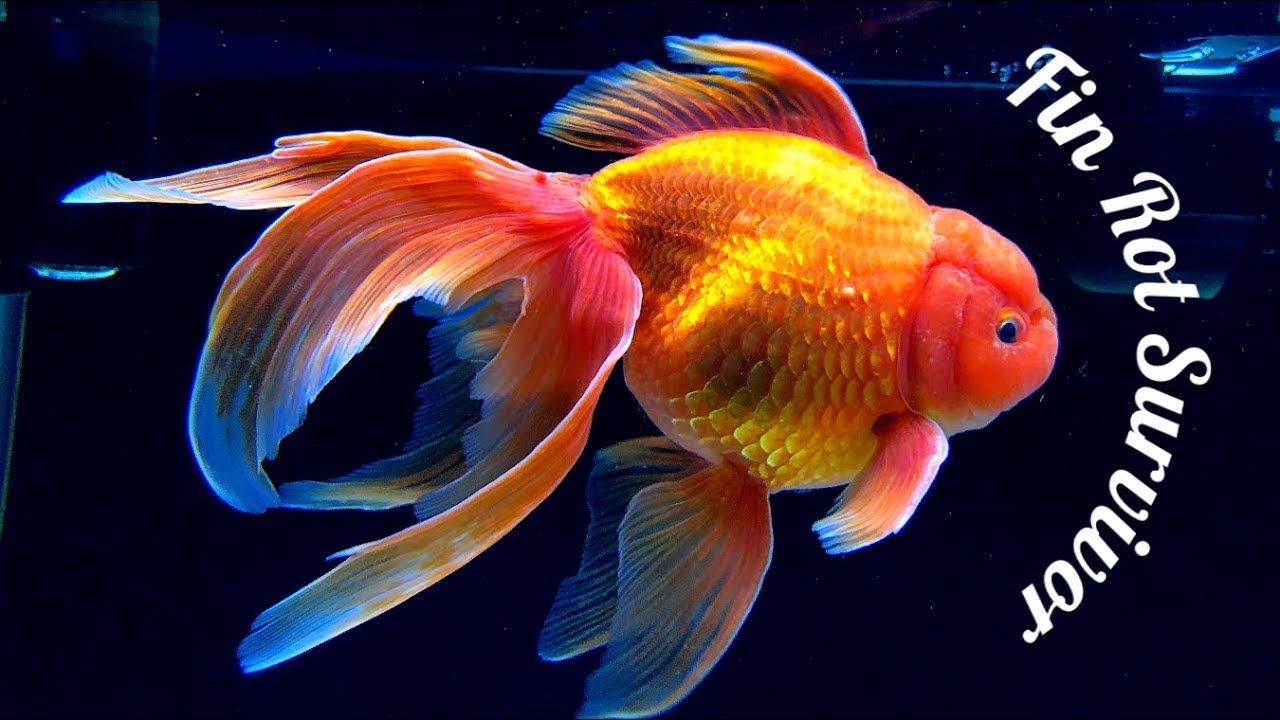 Highlight - Goldfish Fin Rot Update #2 - LuvGoldies - YouTube