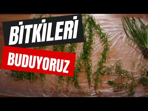 Akvaryum Bitkisi Nasıl Budanır? | Akvaryum Bitkisi Çoğaltma