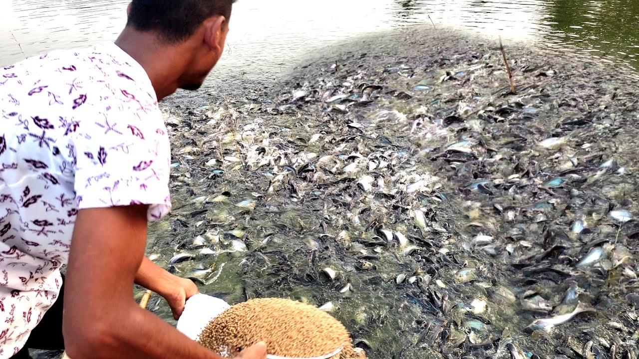 Medicated Feeds for Hybrid Pangas Fish Farming Business | Best Catfish ...