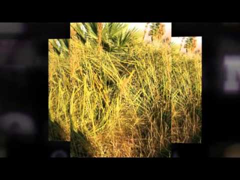 Blue Point Spring at Lake Mead - YouTube