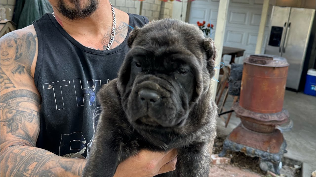 American Molossus pups from Max and Elvira - YouTube