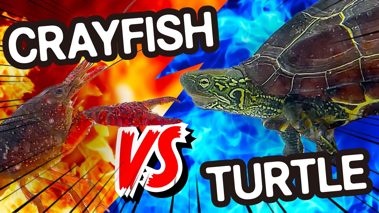 Crayfish vs. turtle - YouTube